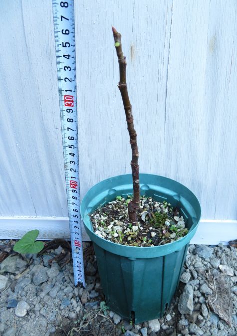 Yahoo!オークション - イチジク2年苗 Burgan UNK