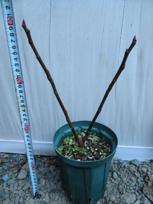 イチジク2年苗 Burgan UNK(果物)｜売買されたオークション情報、yahooの商品情報をアーカイブ公開 - オークファン（aucfan.com）