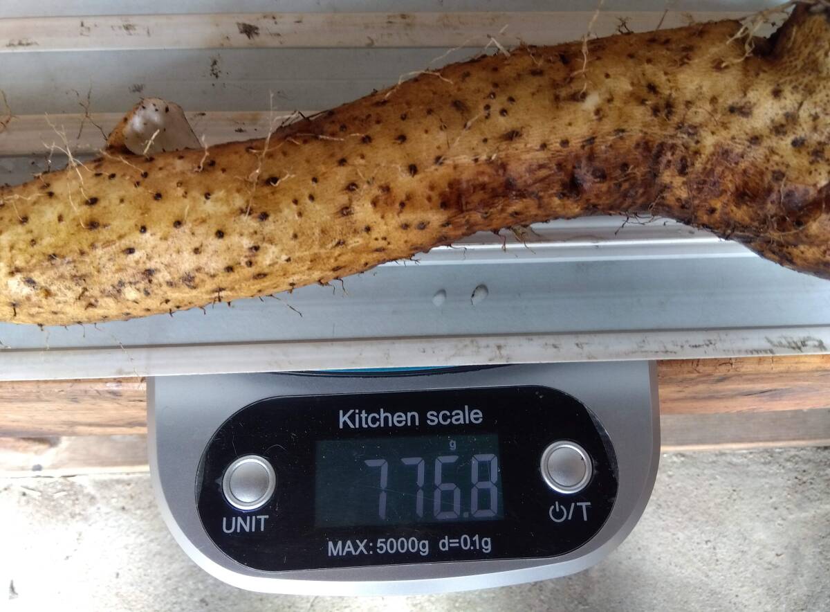 Yahoo!オークション - 天然自然薯700g