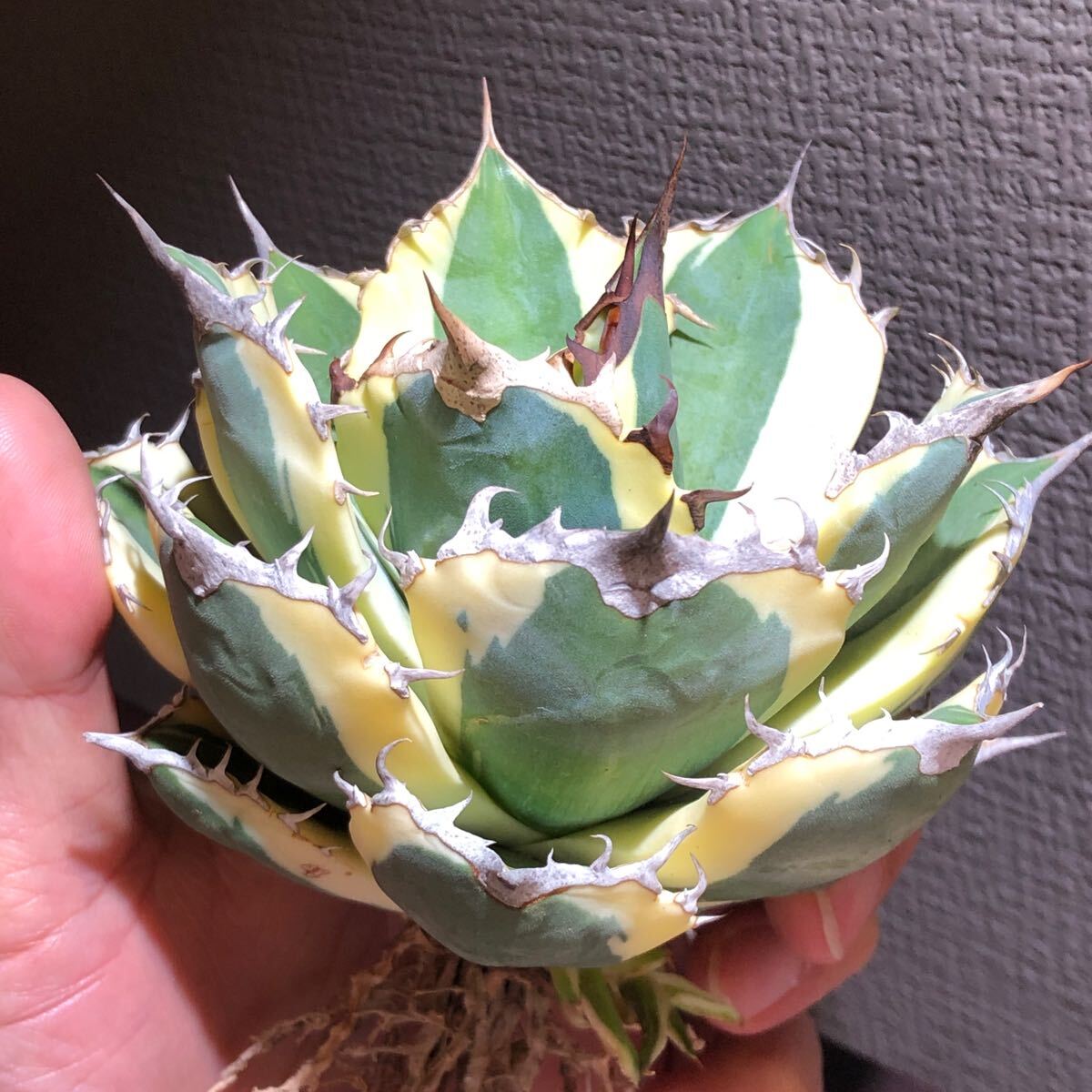 Yahoo!オークション - 【1205】アガベ チタノタ スナグルトゥース 大株...