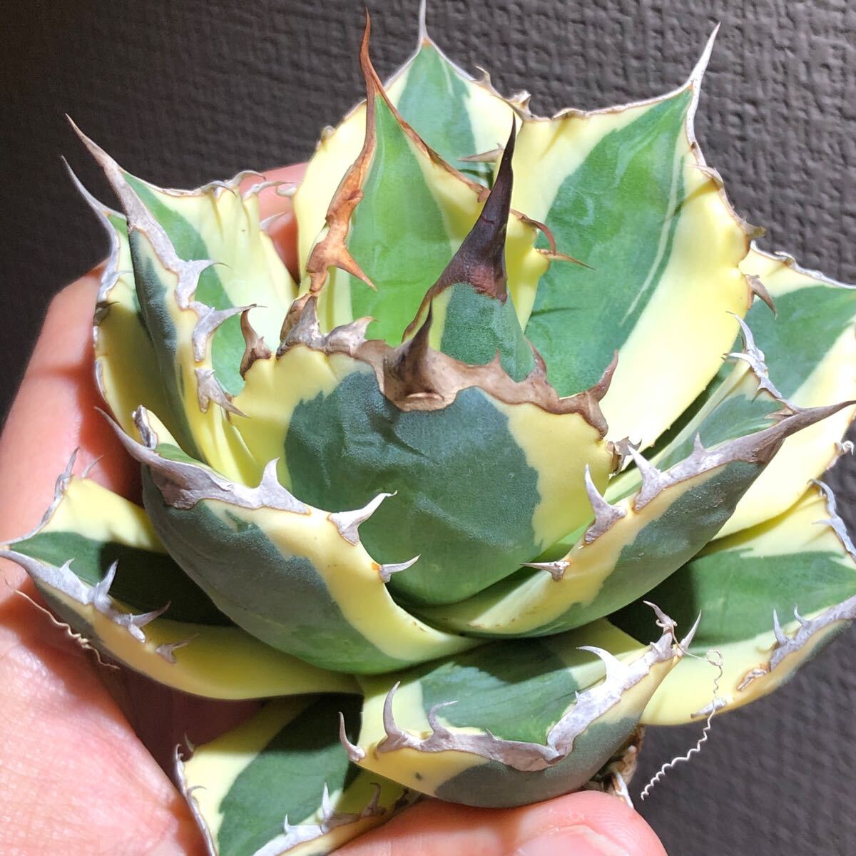 1206 アガベ チタノタ スナグルトゥース 大株 Agave titanota Snaggle Tooth(アガベ)｜売買されたオークション情報、yahooの商品情報をアーカイブ公開 ...