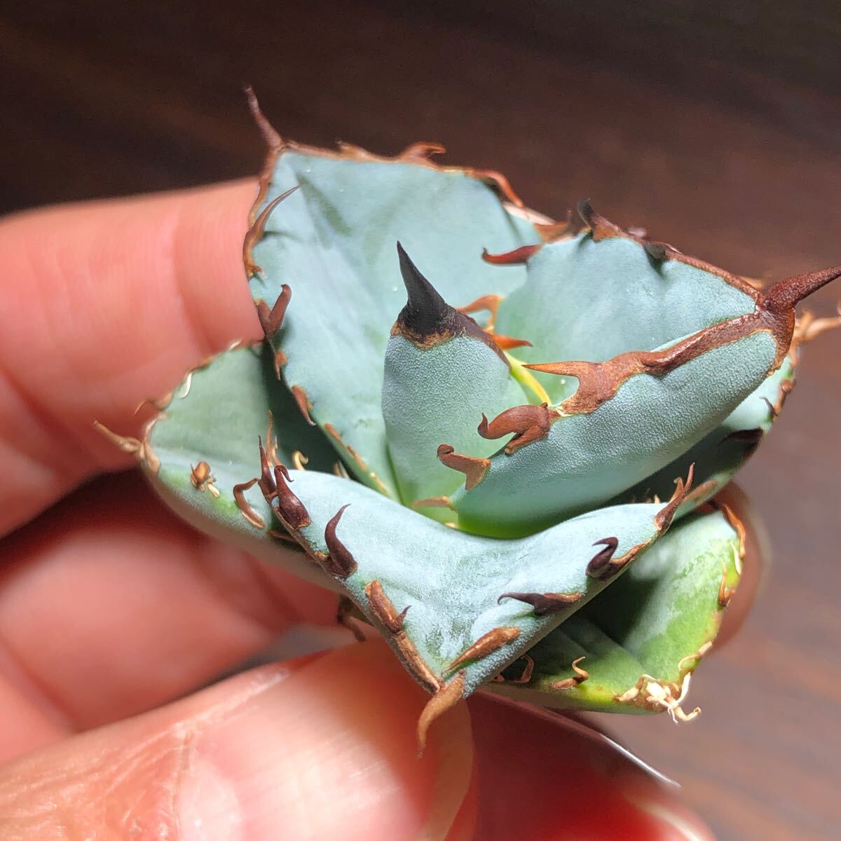 1216 アガベ チタノタ ノーネーム カキコ agave titanota NONAME(アガベ)｜売買されたオークション情報、yahooの商品情報をアーカイブ公開 - オークファン ...