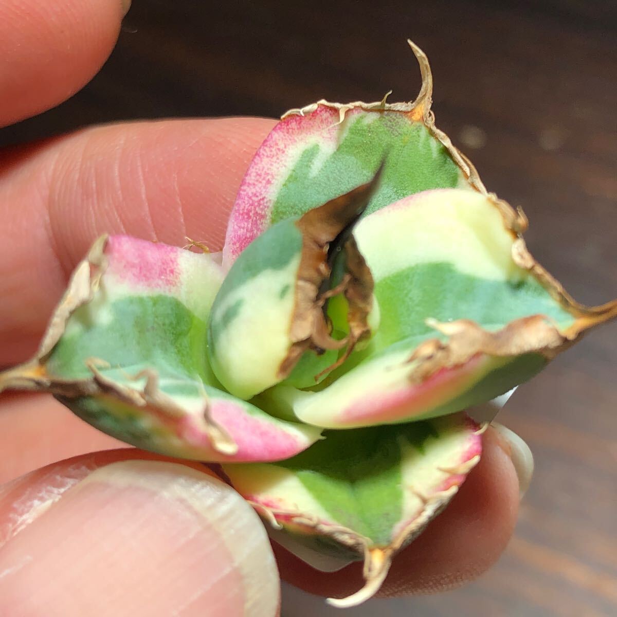 Yahoo!オークション - 【1219】アガベ チタノタ スナグルトゥース カキ...