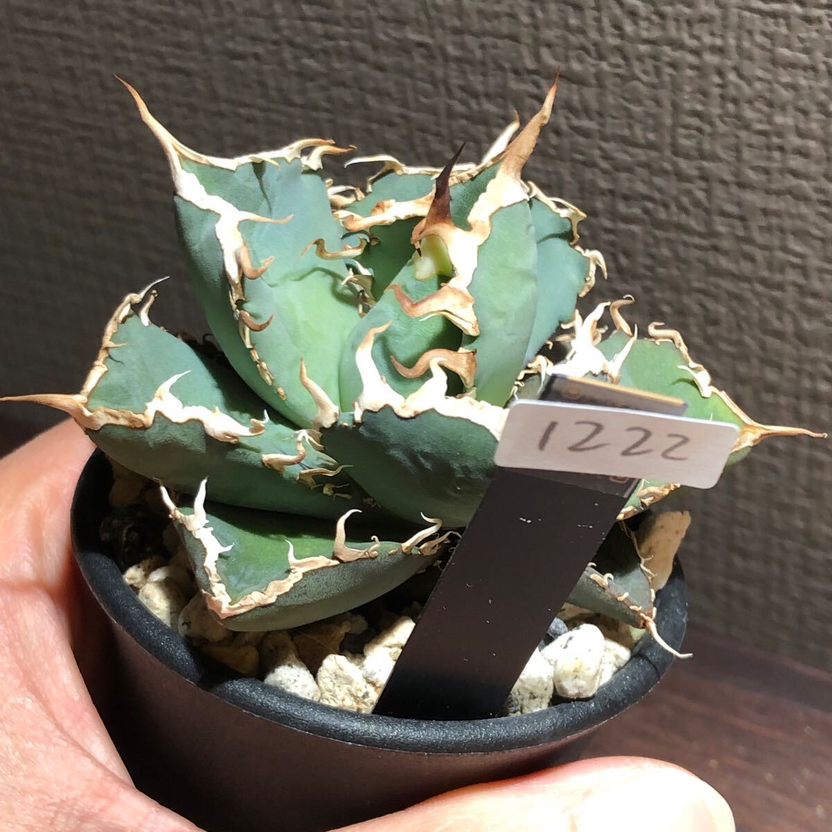 Yahoo!オークション - 【1222】アガベ チタノタ FO76 ミニラン鉢2.5号 ...