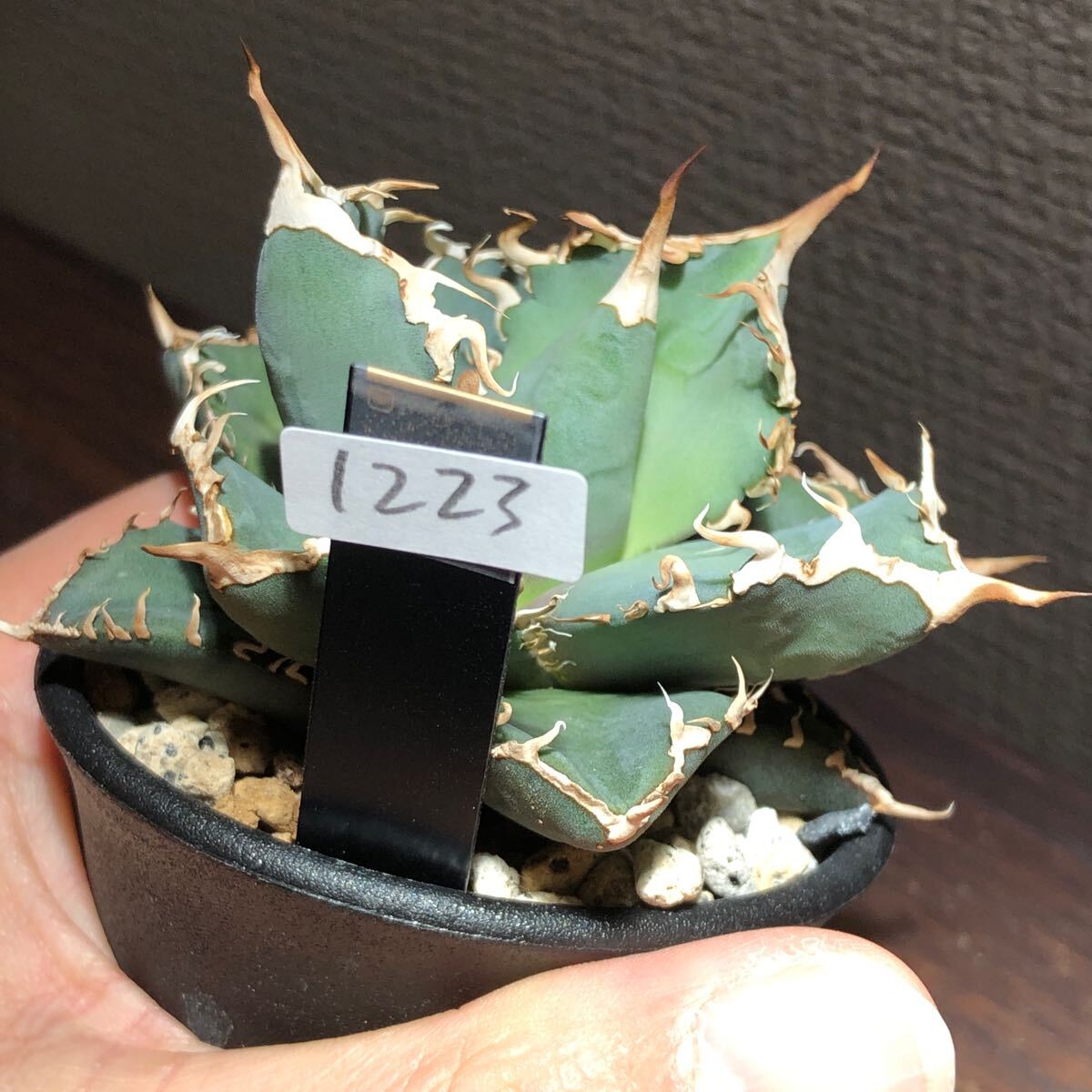 Yahoo!オークション - 【1223】アガベ チタノタ FO76 ミニラン鉢2.5号 ...