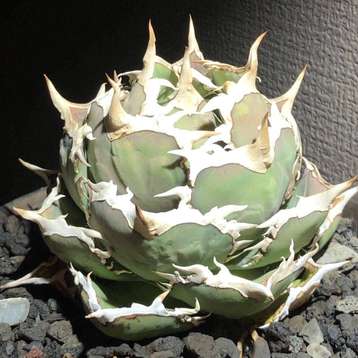 Yahoo!オークション - 【1224】アガベ チタノタ FO76 ミニラン鉢2.5号 ...