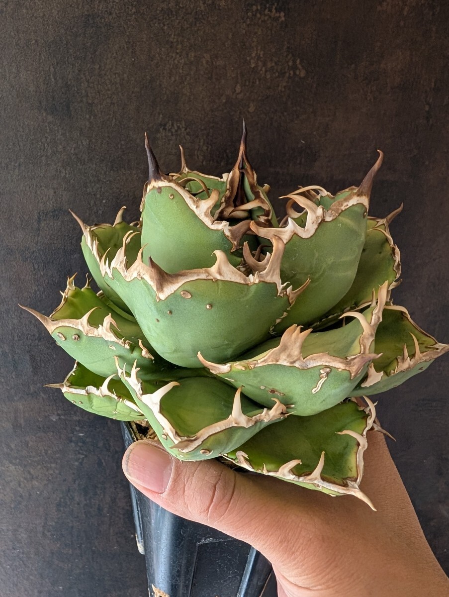 Yahoo!オークション - 【AGAVE TITANOTA FO222 親株出品】大株 アガベ ...