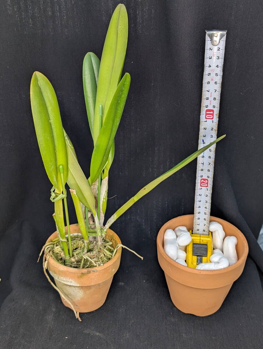 Yahoo!オークション - Blc. Vermonts Green Mountains 'Tomei' (OG)