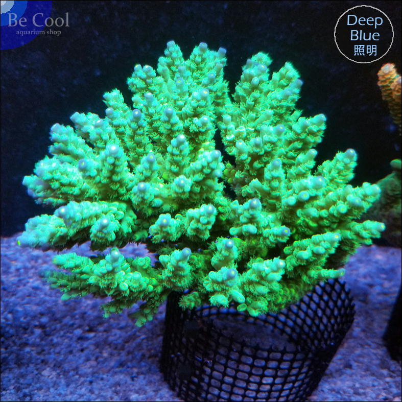 Yahoo!オークション - Y19 ウスエダミドリイシ（10cm前後）