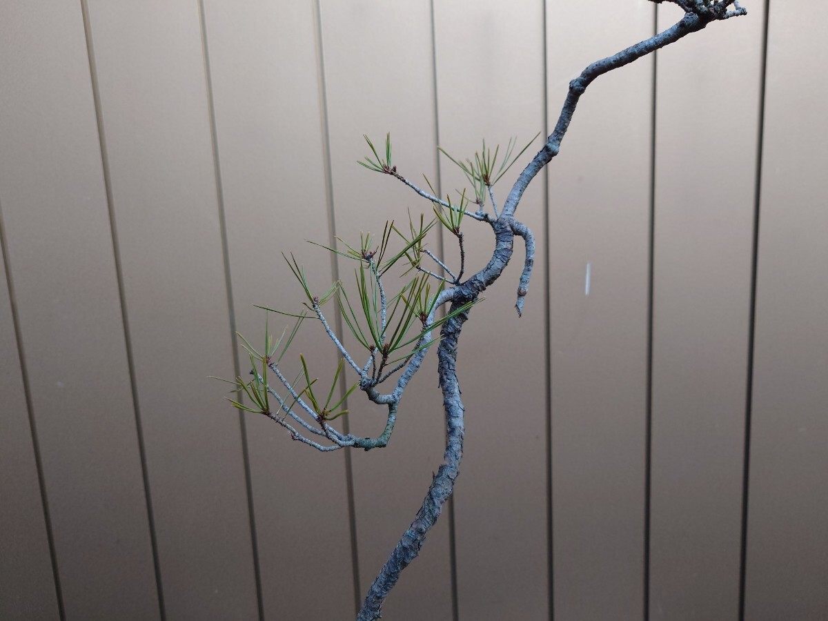 Yahoo!オークション - 盆栽 赤松 樹高66cm