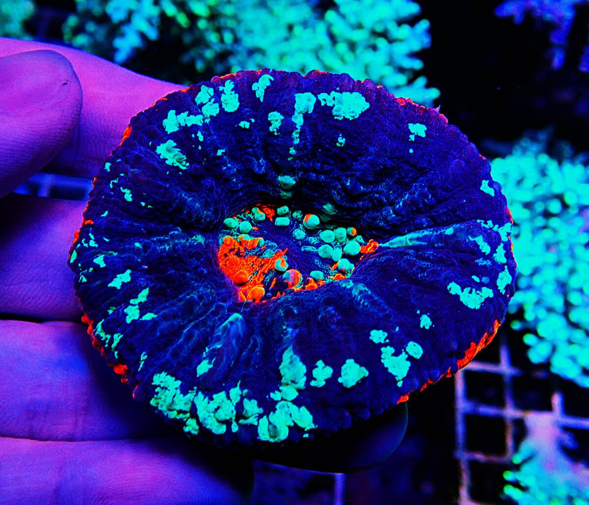 FM 一発オークション スコリミア ユニーク 22－me下 サンゴ ミドリイシ オージー 1222(海水魚)｜売買されたオークション情報、yahooの商品情報をアーカイブ公開 - オークファン ...