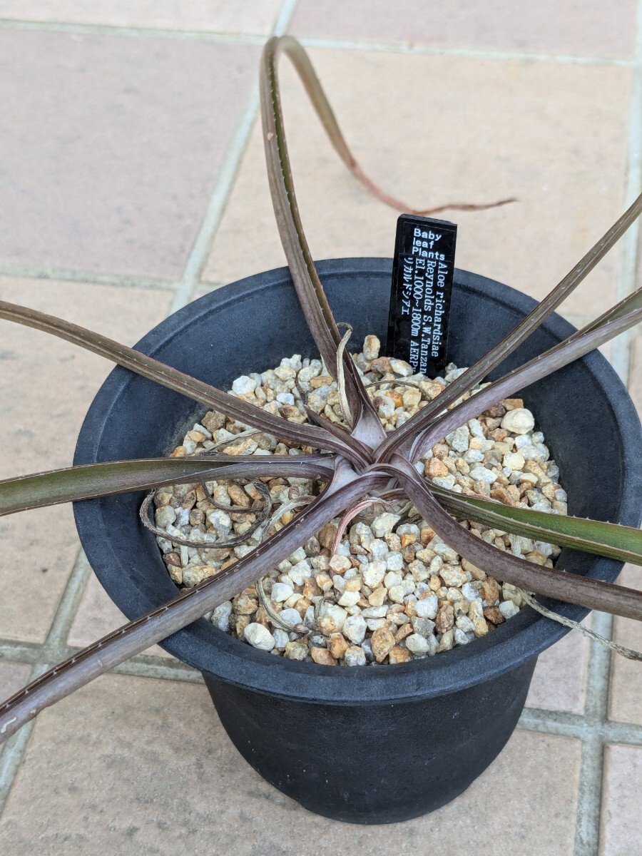 Yahoo!オークション - Aloe richardsiae Tanzania 球根アロエ リカルド...