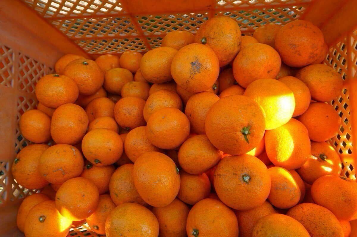 Yahoo!オークション - 和歌山産 農家直送 みかん 10kg 12月16日発送予...