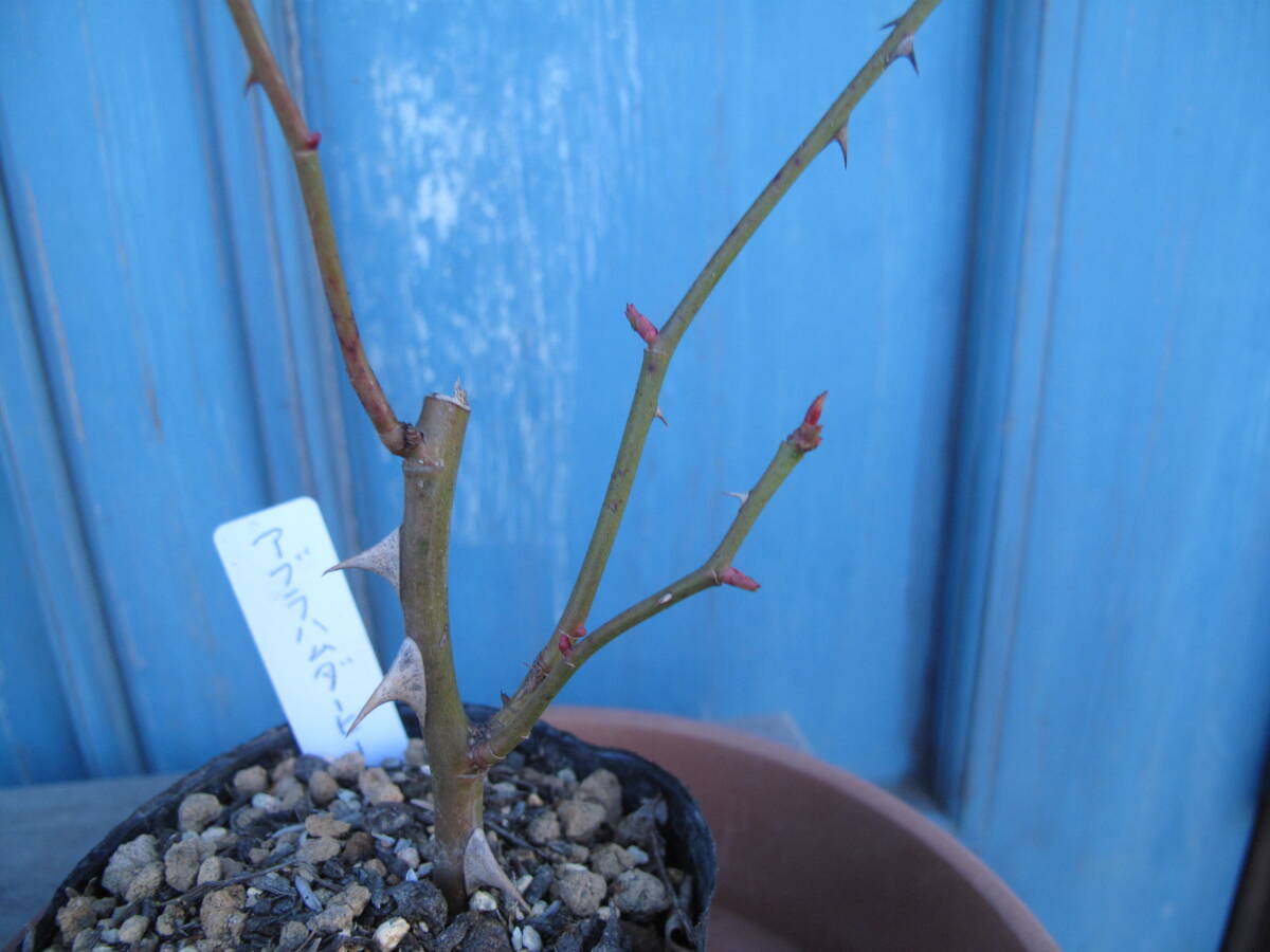 Yahoo!オークション - C 大輪・ゴージャスER アブラハム・ダービー