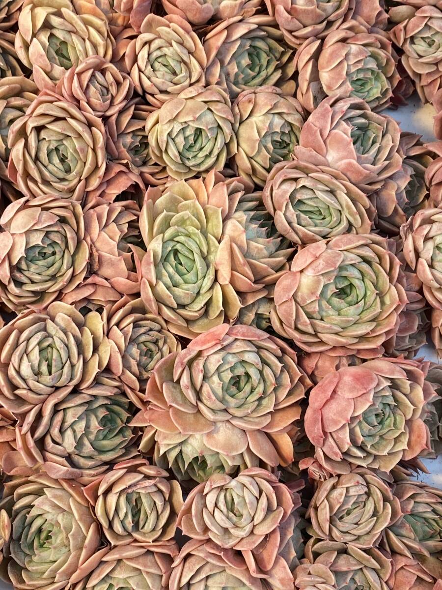 Yahoo!オークション - 30株 K501-1エケベリア 韓国苗 サボテン 多肉植...