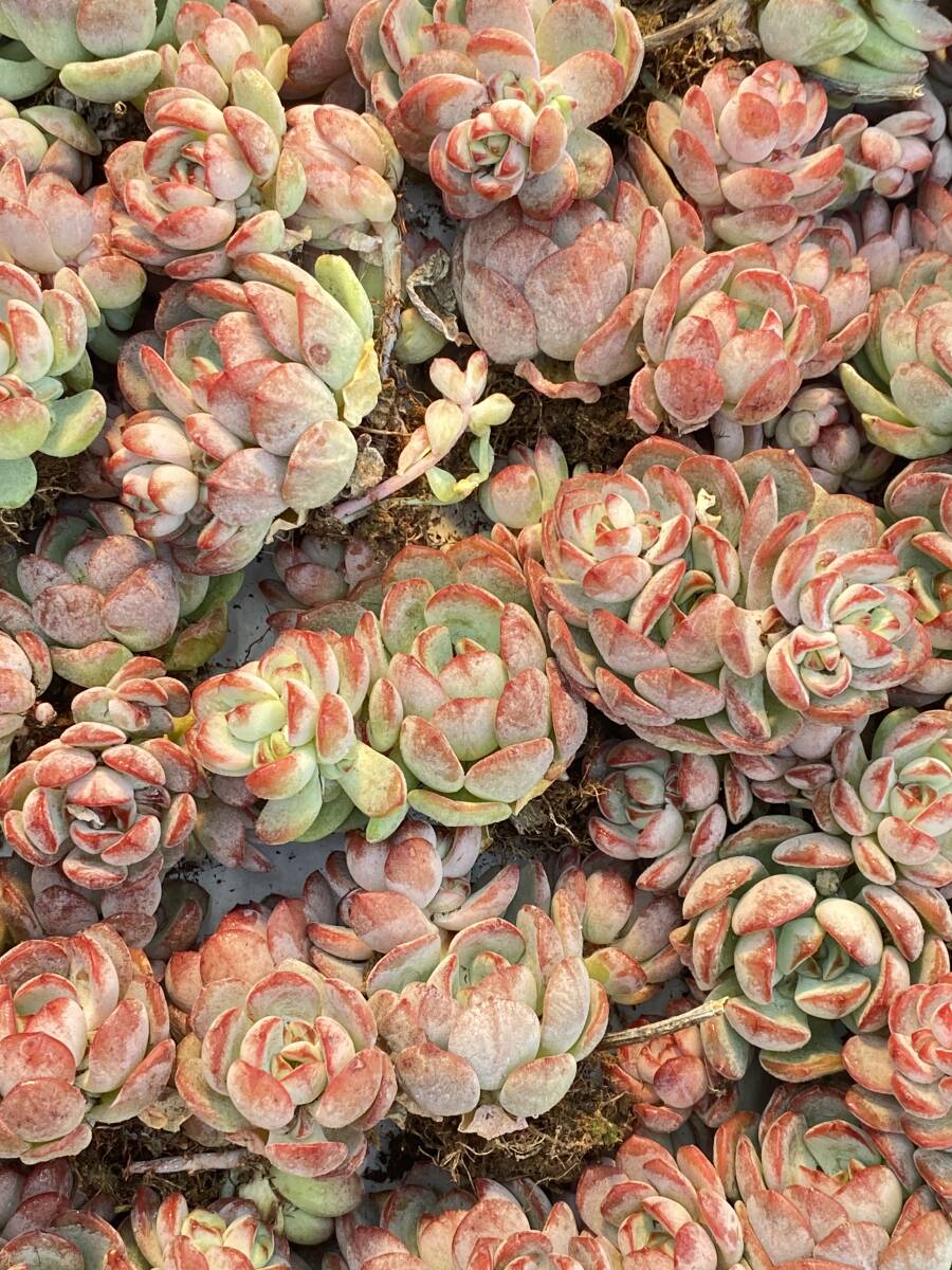 Yahoo!オークション - 35株 K507-1エケベリア 韓国苗 サボテン 多肉植...