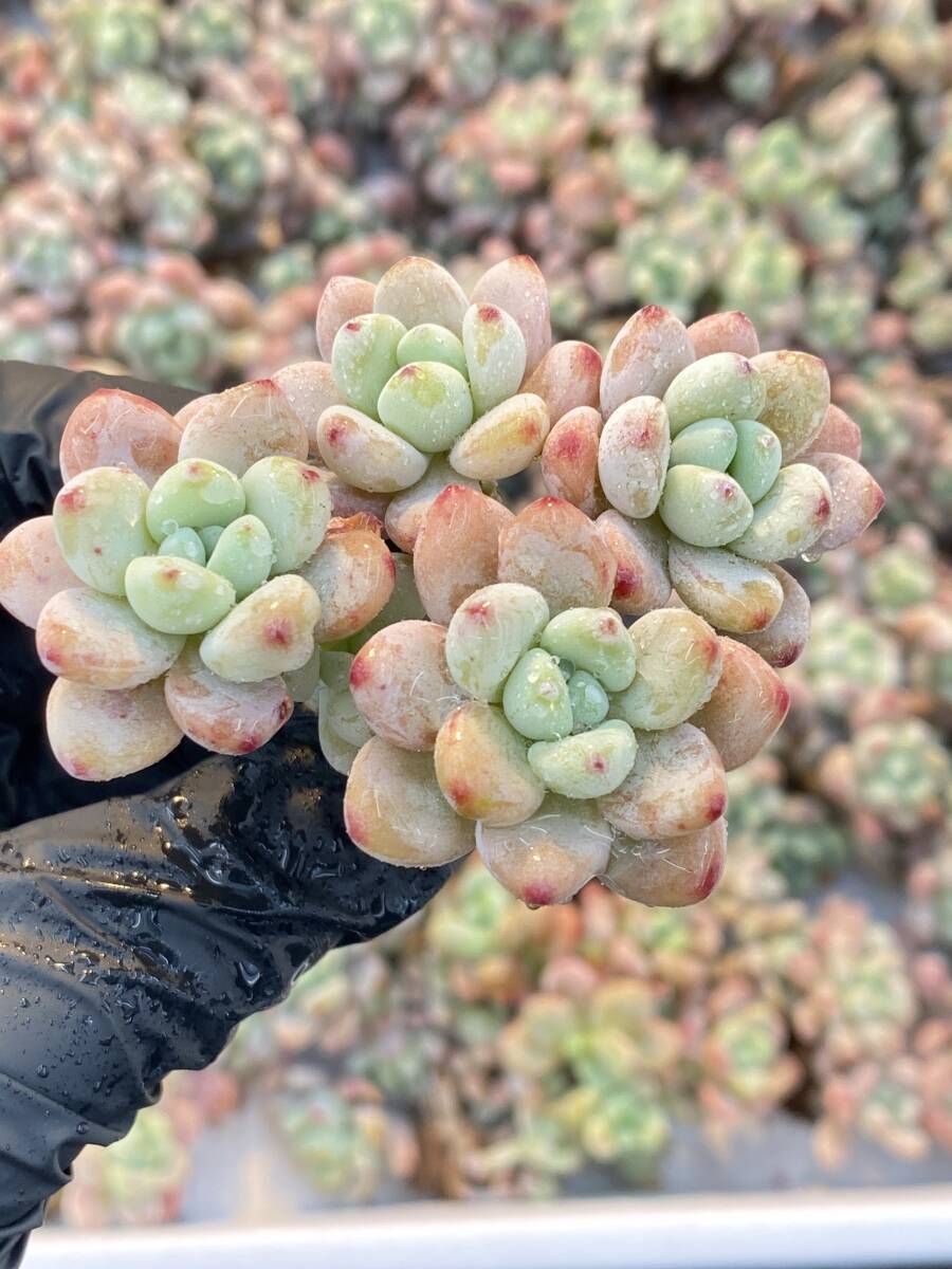 Yahoo!オークション - 55株 K508-1エケベリア 韓国苗 サボテン 多肉植...