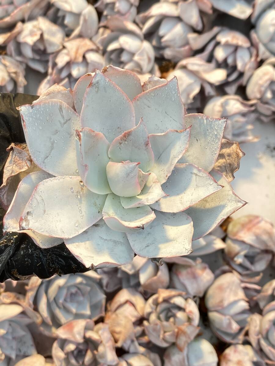 Yahoo!オークション - 60株 K512-1エケベリア 韓国苗 サボテン 多肉植...