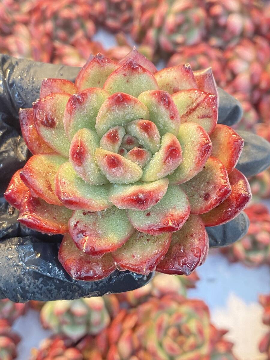 Yahoo!オークション - 59株 K514-1エケベリア 韓国苗 サボテン 多肉植...