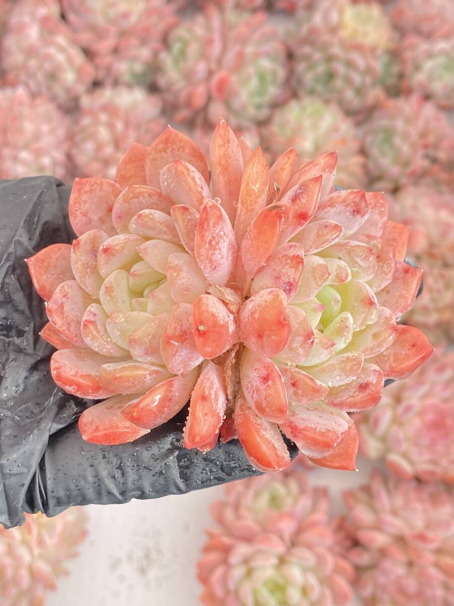 Yahoo!オークション - 34株 K524-1エケベリア 韓国苗 サボテン 多肉植...