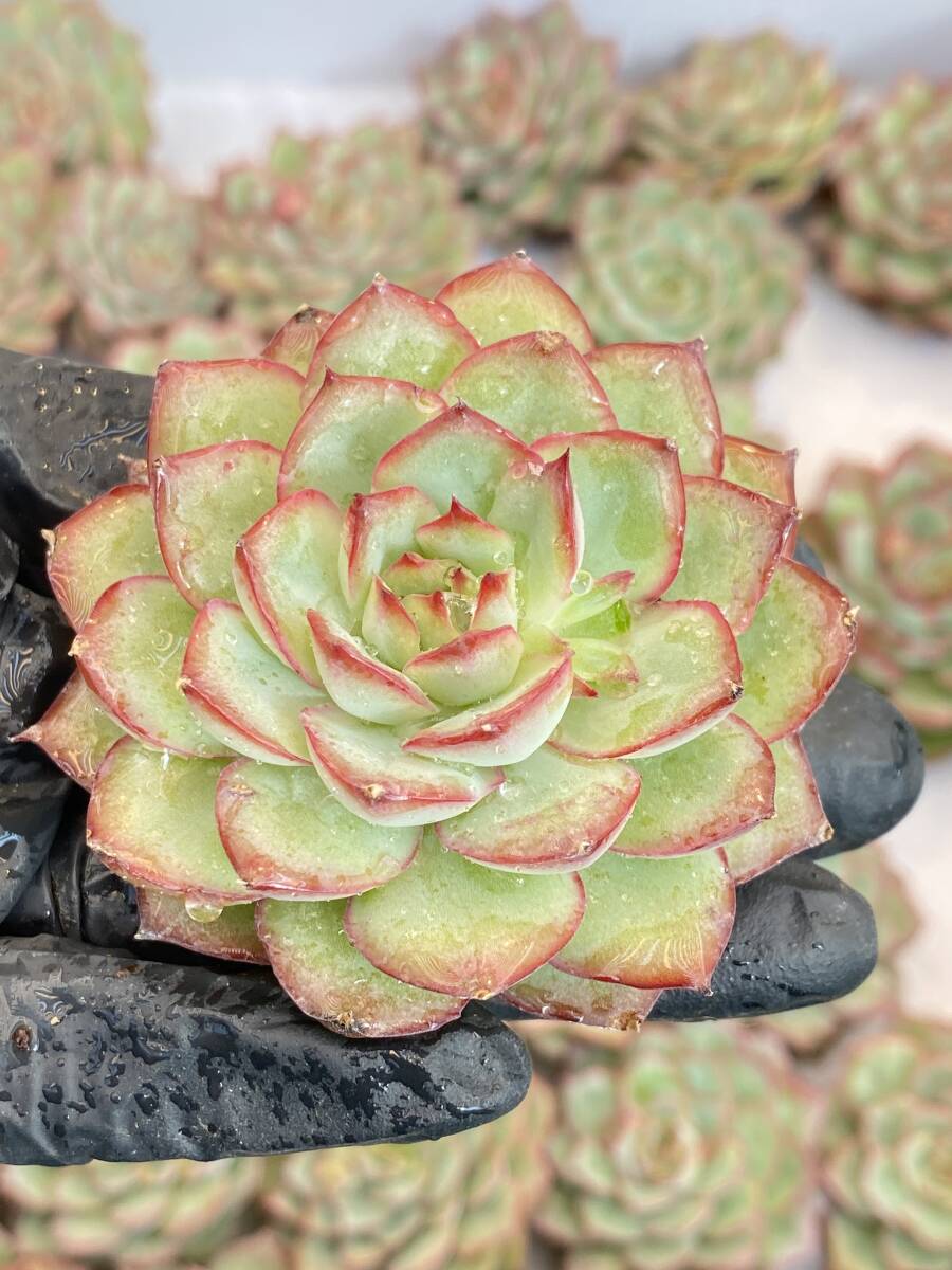 Yahoo!オークション - 35株 K543-1エケベリア 韓国苗 サボテン 多肉植...