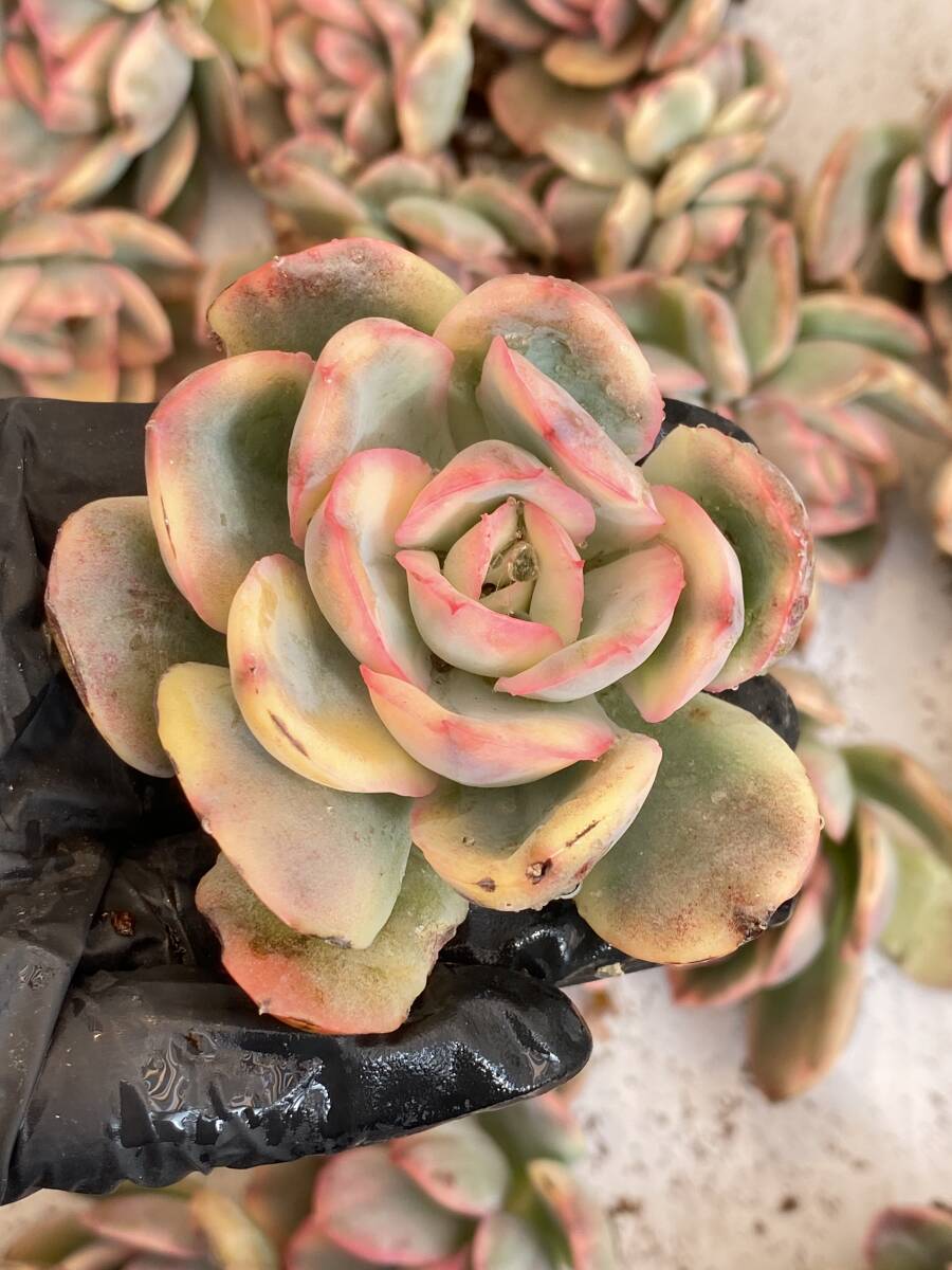 Yahoo!オークション - 30株 K550-1エケベリア 韓国苗 サボテン 多肉植...