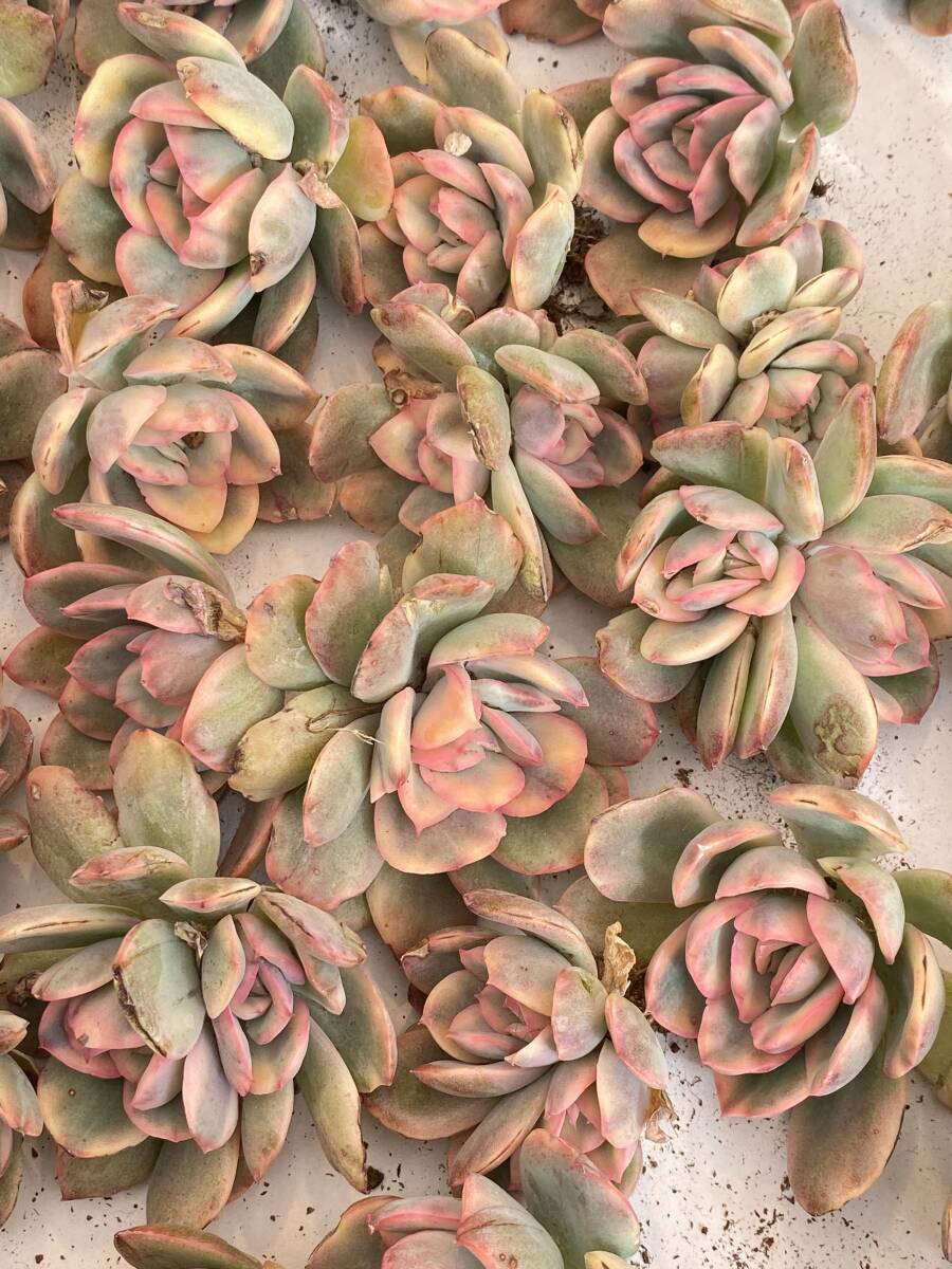 Yahoo!オークション - 30株 K550-1エケベリア 韓国苗 サボテン 多肉植...