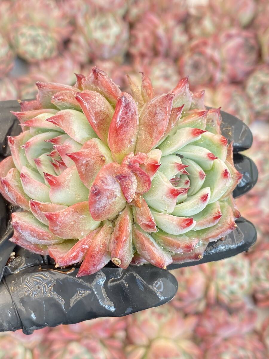 Yahoo!オークション - 45株 K563-1エケベリア 韓国苗 サボテン 多肉植...