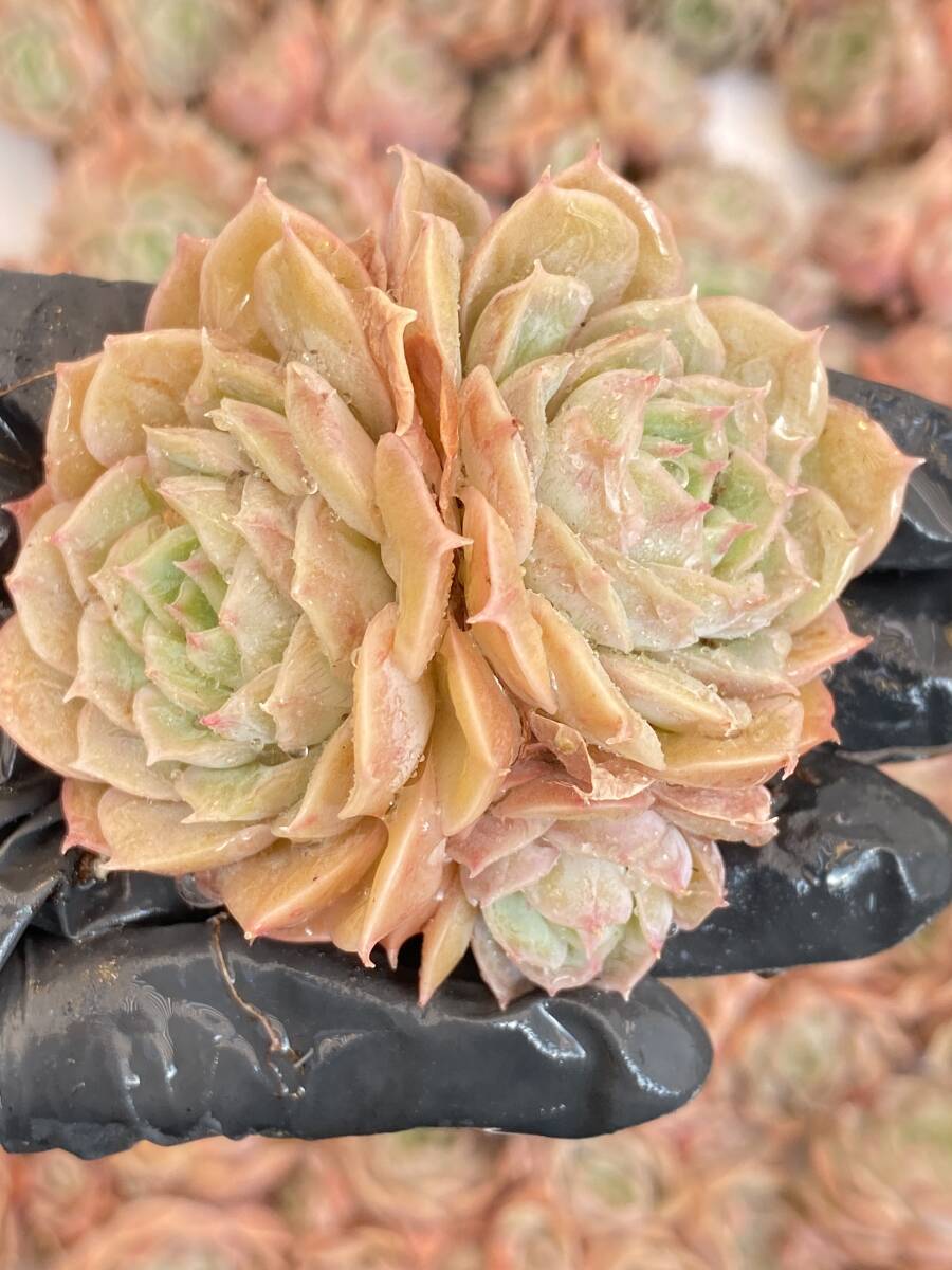 Yahoo!オークション - 45株 K565-1エケベリア 韓国苗 サボテン 多肉植...