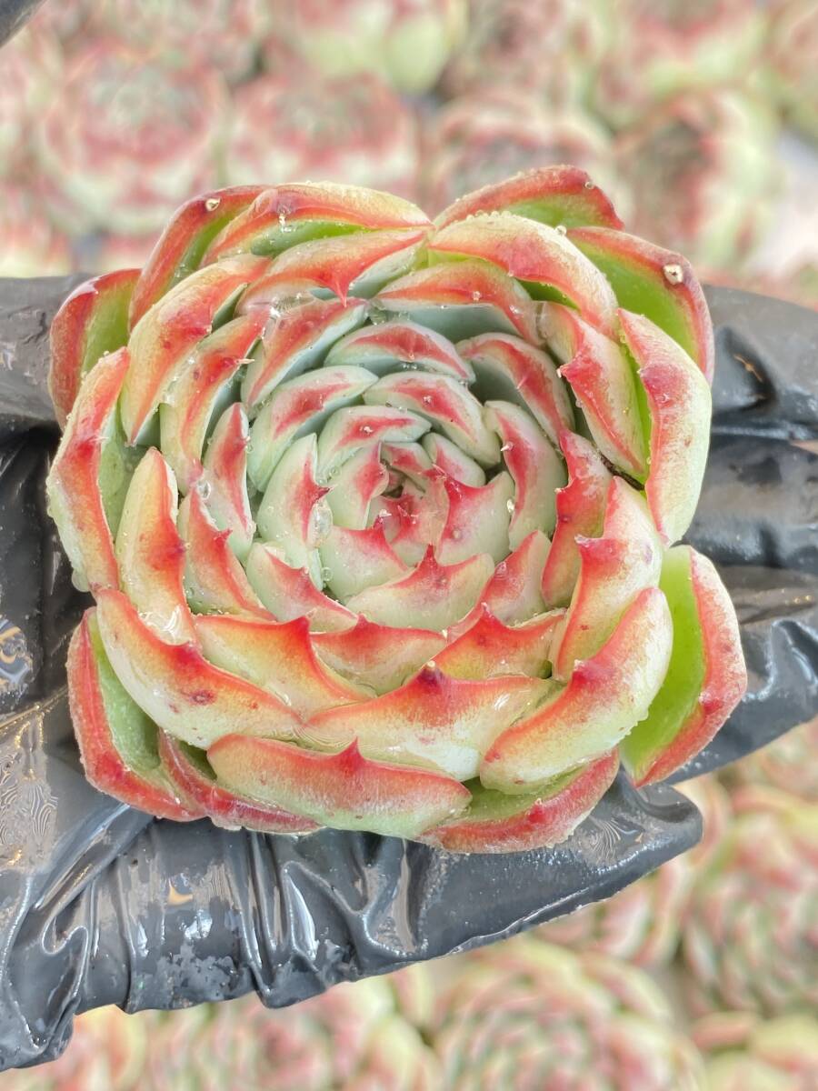 Yahoo!オークション - 45株 K567-1エケベリア 韓国苗 サボテン 多肉植...