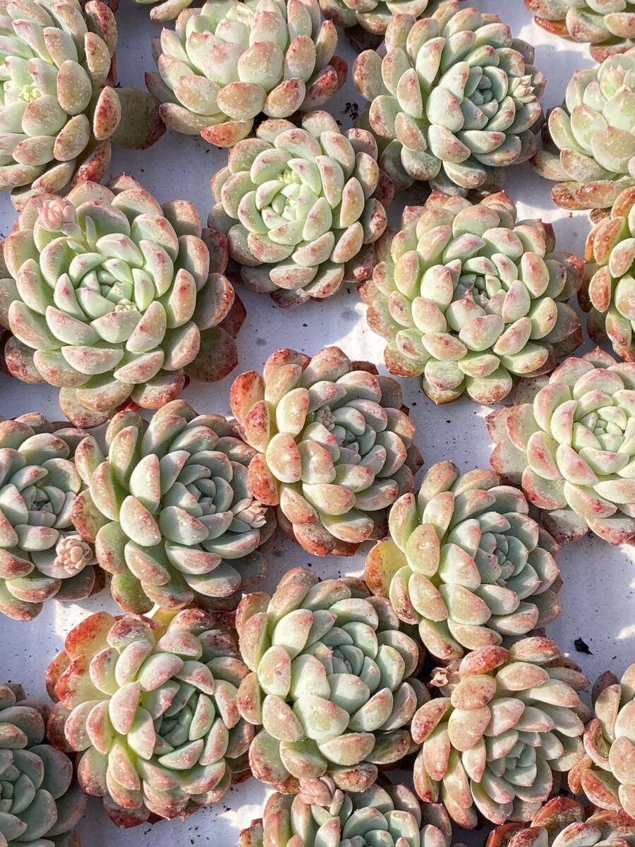 Yahoo!オークション - 35株 K579-1エケベリア 韓国苗 サボテン 多肉植...