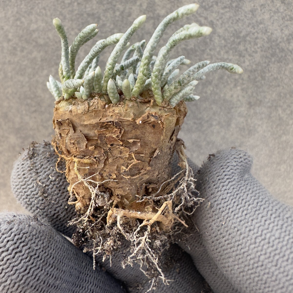 Yahoo!オークション - J13 多肉植物 球根 塊根 サボテン アボニア クイ...