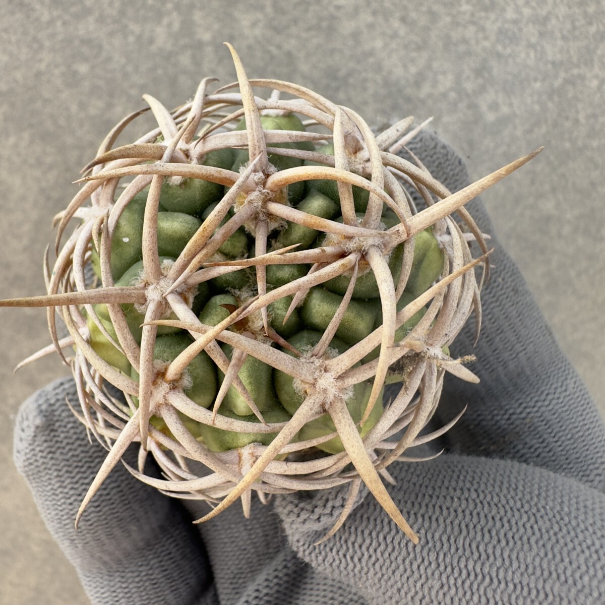 Yahoo!オークション - J31 多肉植物 塊根植物 サボテン ギムノカリキュ...