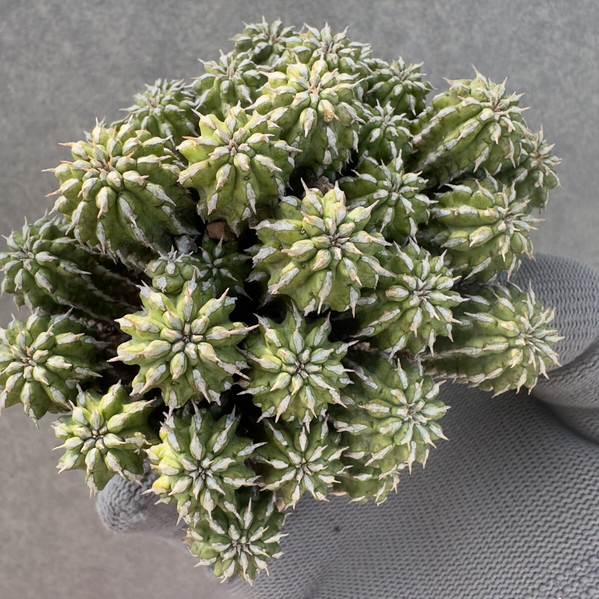 Yahoo!オークション - J45 多肉植物 球根 塊根植物 珍奇塊根 ユーフォ...