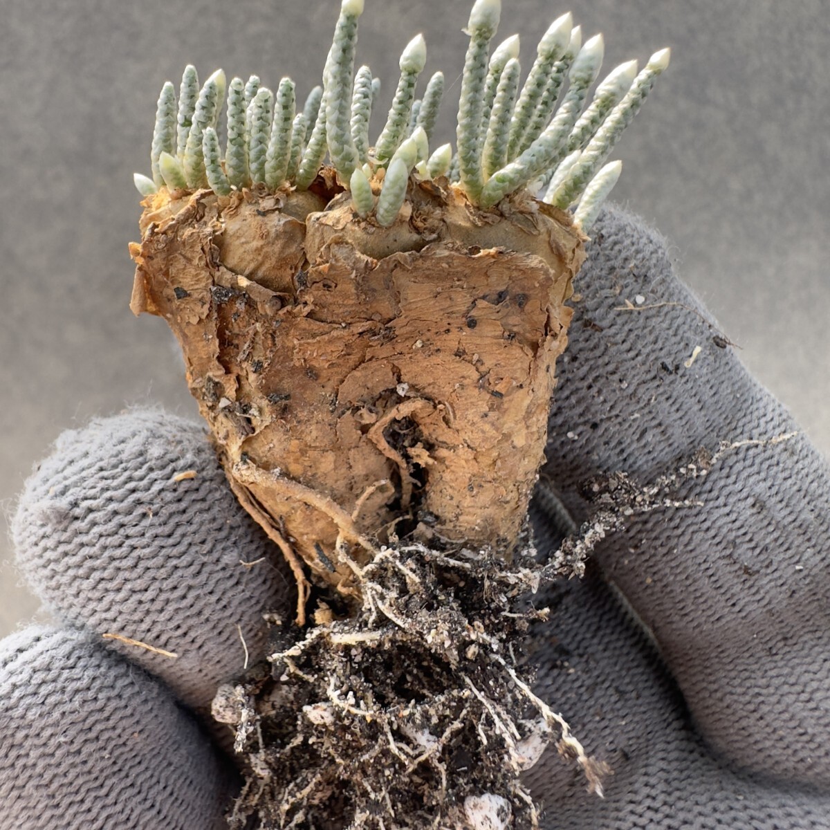 Yahoo!オークション - J19 多肉植物 球根 塊根 サボテン アボニア クイ...