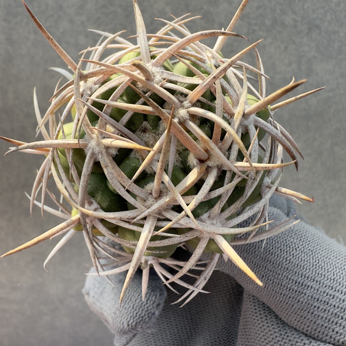 Yahoo!オークション - J45 多肉植物 塊根植物 サボテン ギムノカリキュ...