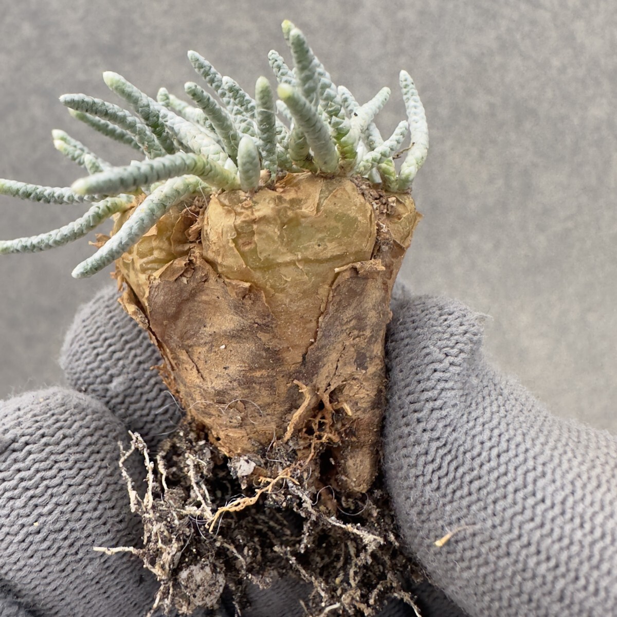 Yahoo!オークション - K37 多肉植物 球根 塊根 サボテン アボニア クイ...