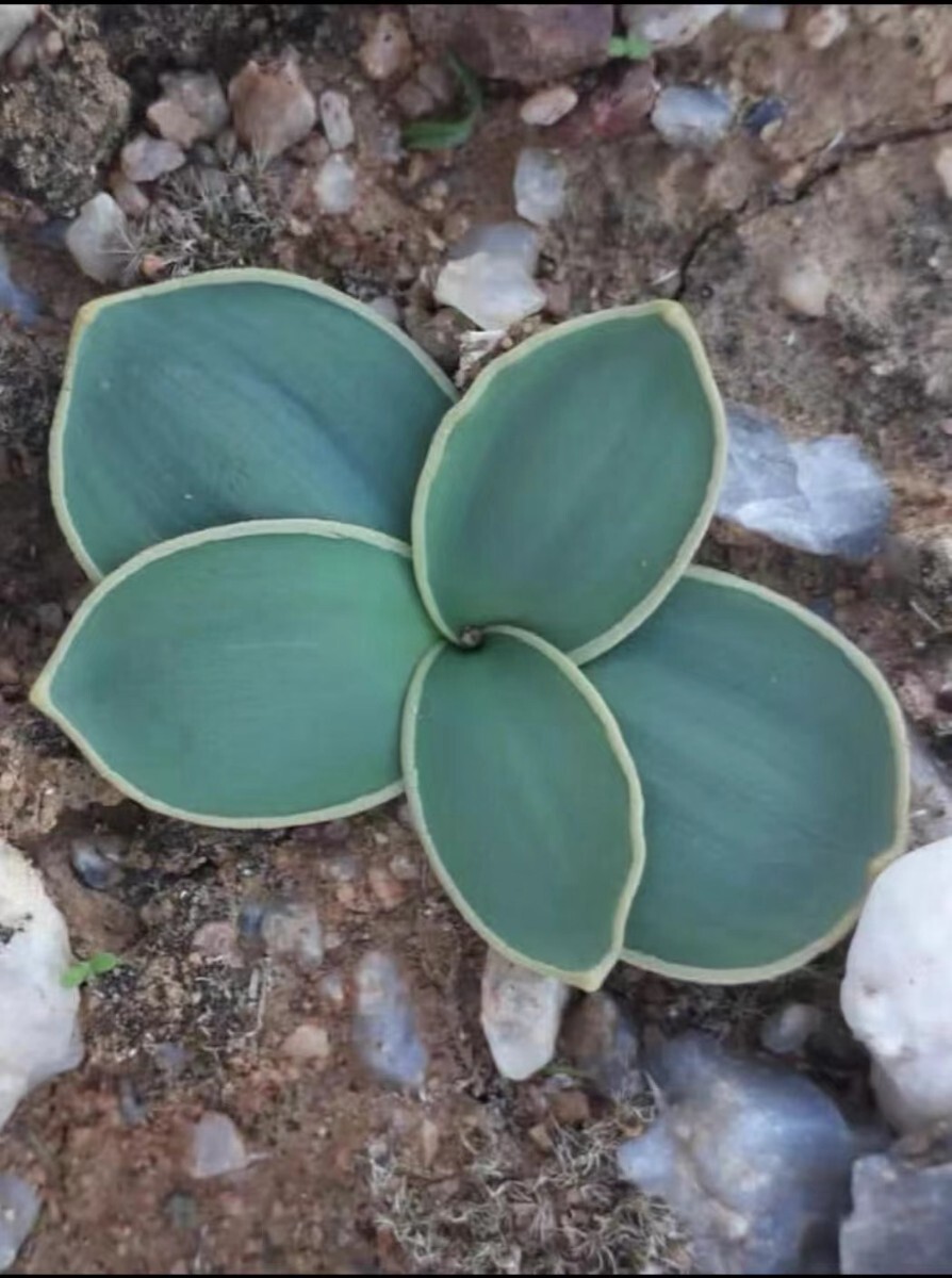 Yahoo!オークション - J35 多肉植物 塊根植物 球根 Gethyllis marginat...