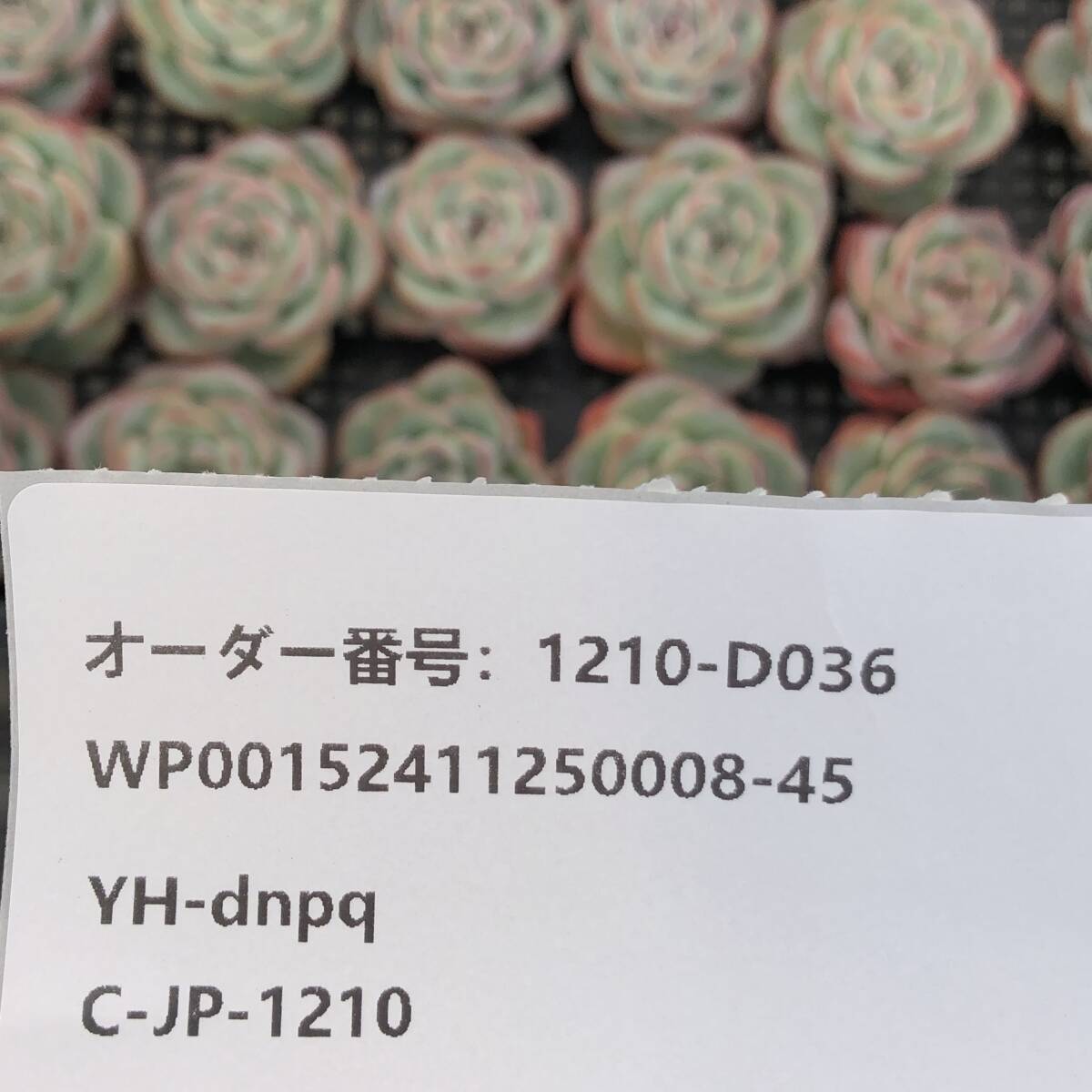 Yahoo!オークション - エケベリア24個 1210-D036 アマビレ 多肉植物 カ...