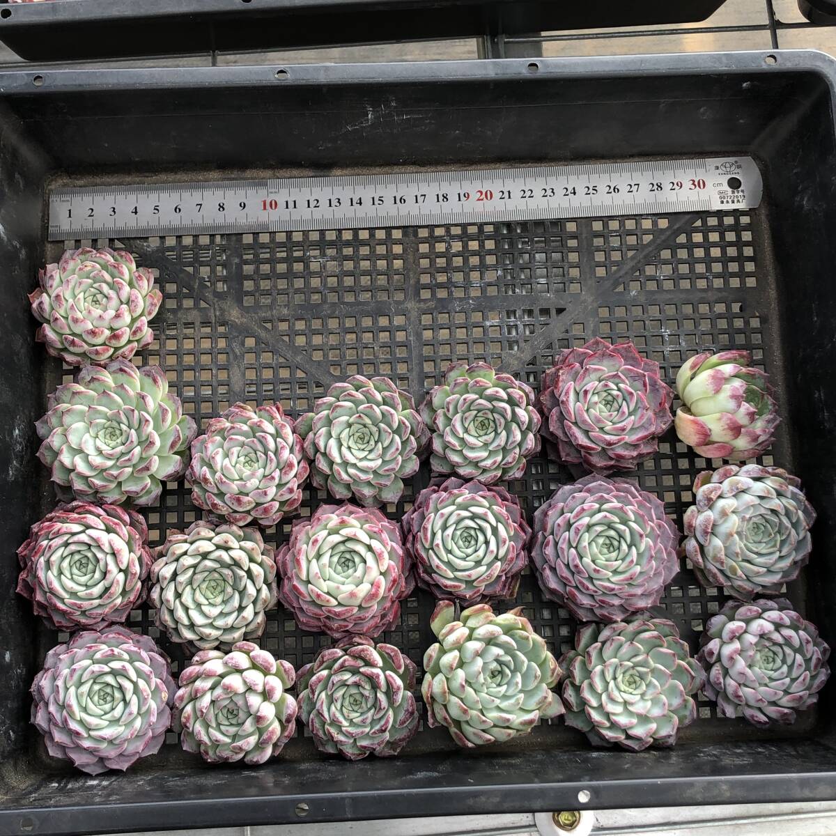 エケベリア19個 1210-D079 ビヨンテ Hyb 多肉植物 カット苗 寄植え 出荷日12/13か14(サボテン)｜売買されたオークション情報、yahooの商品情報をアーカイブ公開 ...