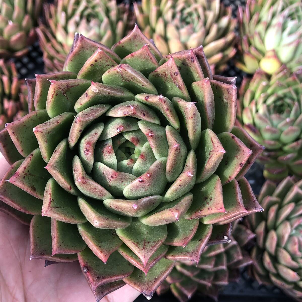 Yahoo!オークション - エケベリア24個 1210-D116 スパイ x アガボイデ...