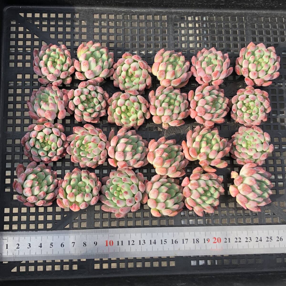 Yahoo!オークション - エケベリア24個 1210-D166 ブルーエルフ 多肉植...