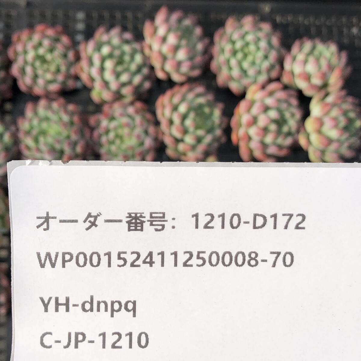 Yahoo!オークション - エケベリア24個 1210-D172 ブルーエルフ 多肉植...