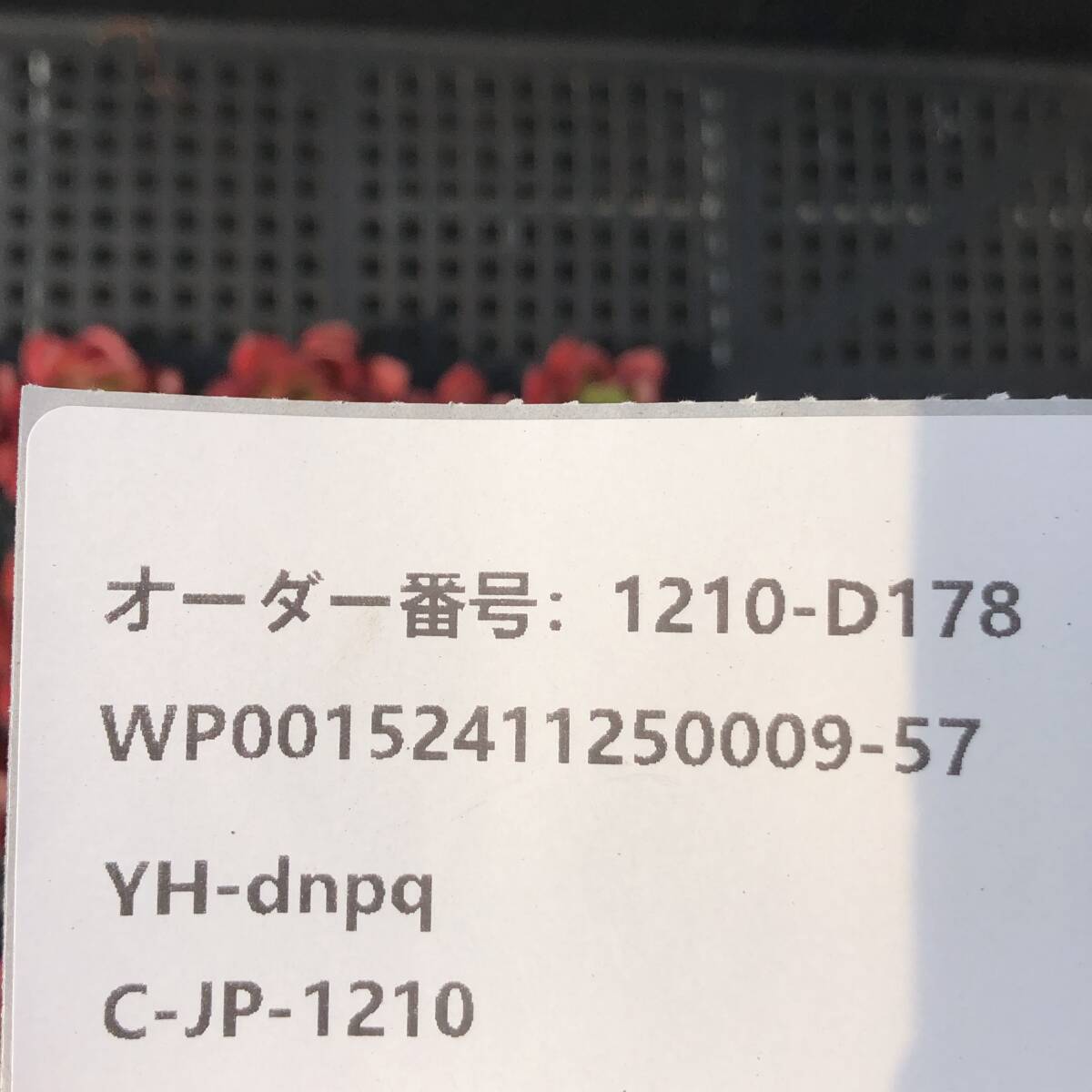 Yahoo!オークション - エケベリア24個 1210-D178 レディジア 多肉植物 ...