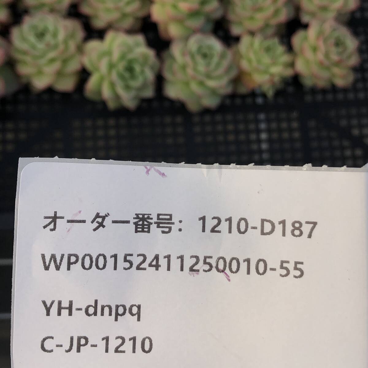 Yahoo!オークション - エケベリア24個 1210-D187 マルガンhyb 多肉植物...