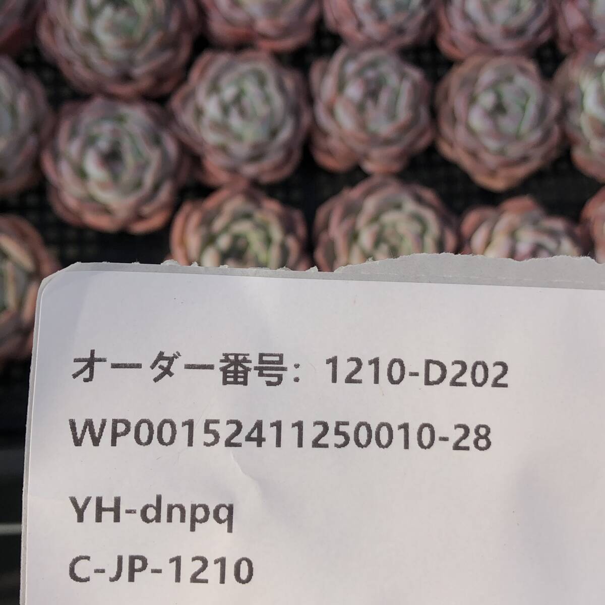 Yahoo!オークション - エケベリア24個 1210-D202 テンダー ピーチ 多肉...