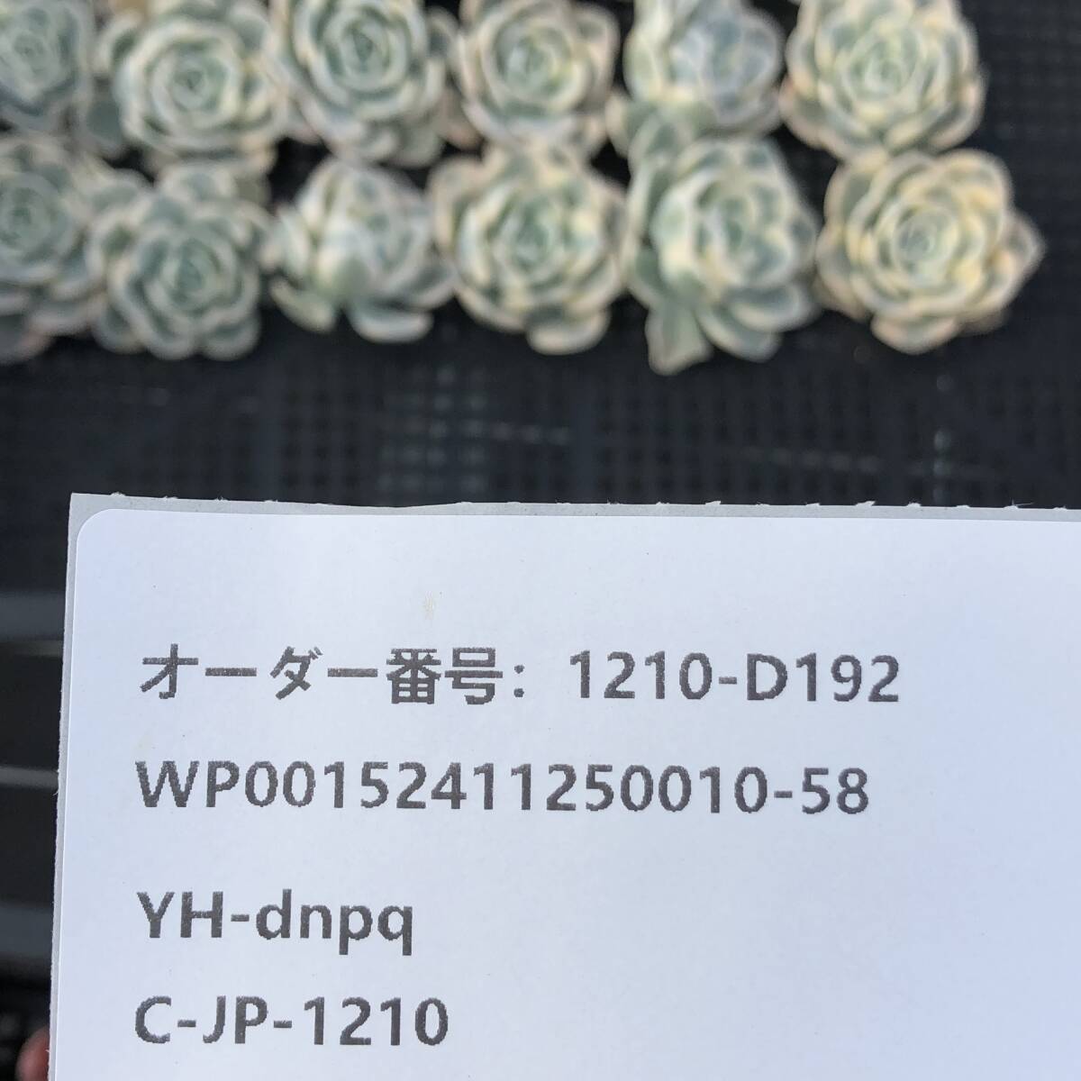 Yahoo!オークション - エケベリア24個 1210-D192 マケベニア錦 多肉植...