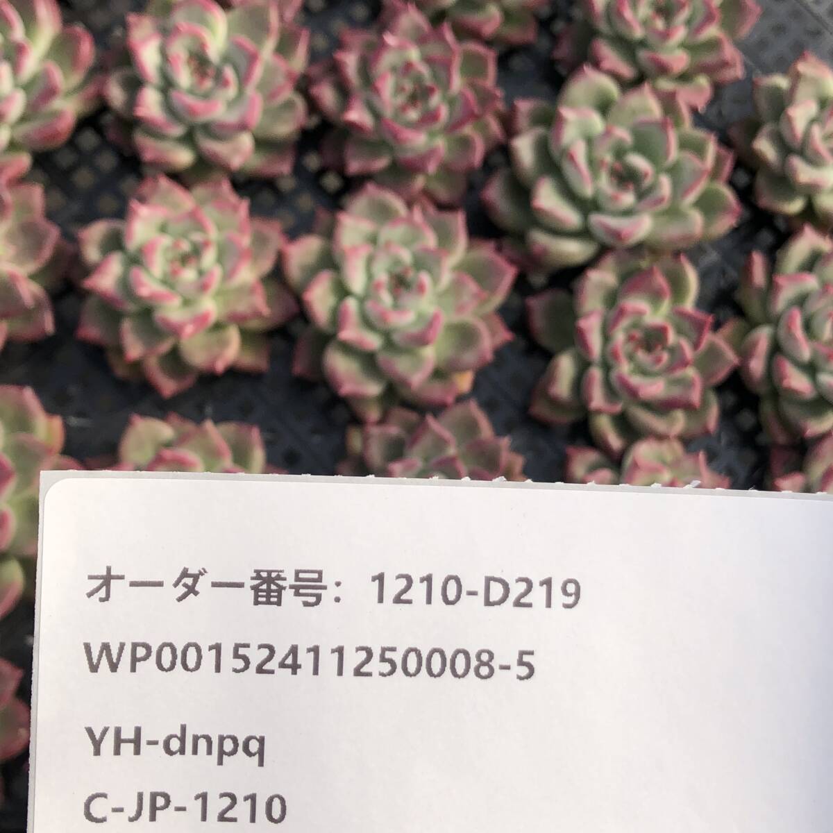 Yahoo!オークション - エケベリア24個 1210-D219 アリジェ 多肉植物 カ...