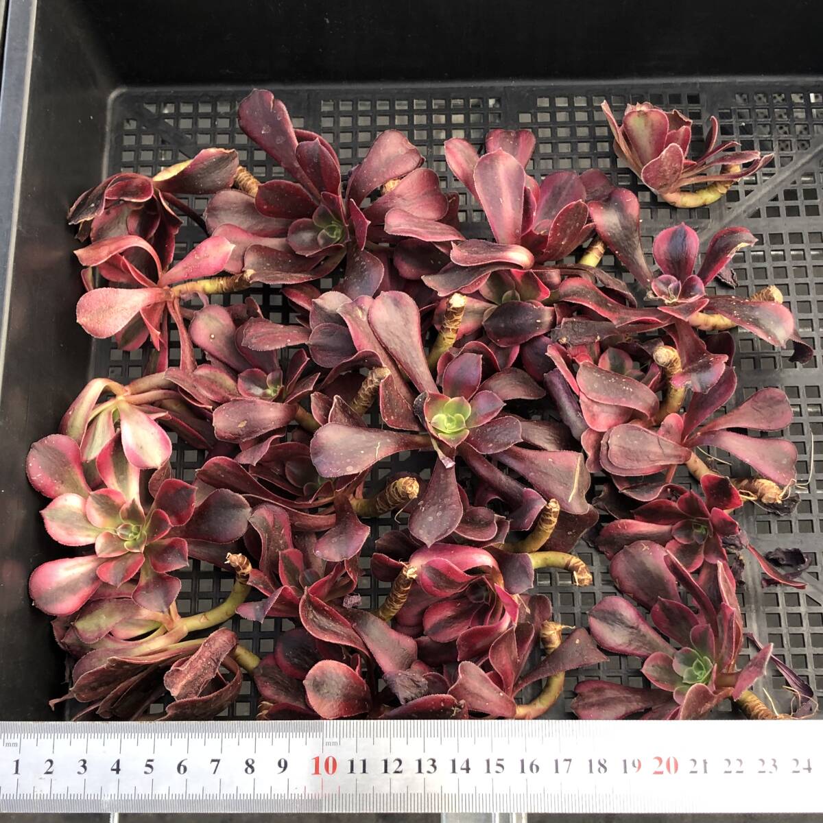 Yahoo!オークション - アエオニウム24個 1210-D223 メデューサ錦 多肉...