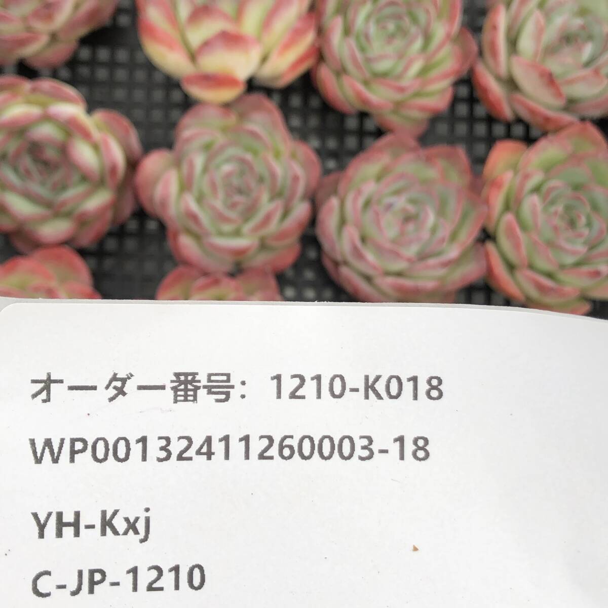 Yahoo!オークション - エケベリア12個 1210-K018 スノーナイト 多肉植...